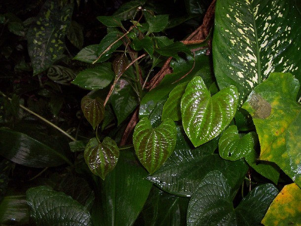 Dioscorea | Pacific Bulb Society