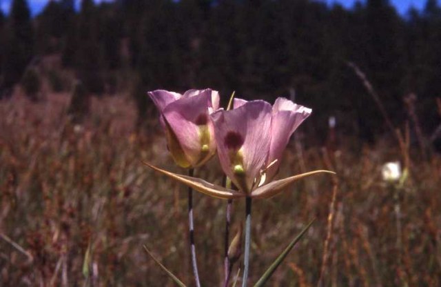 Calochortus Gallery - Section Calochortus | Pacific Bulb Society