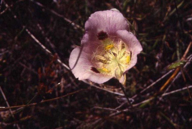 Calochortus Gallery - Section Calochortus | Pacific Bulb Society