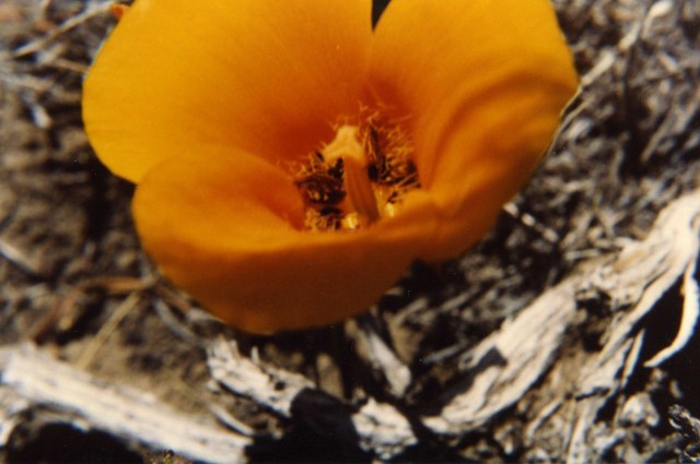 Pacific Bulb Society | Calochortus Gallery - Section Mariposa