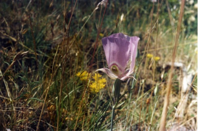 Pacific Bulb Society | Calochortus Gallery - Section Calochortus