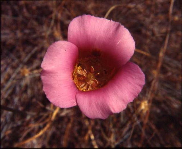 Pacific Bulb Society | Calochortus Gallery - Section Mariposa