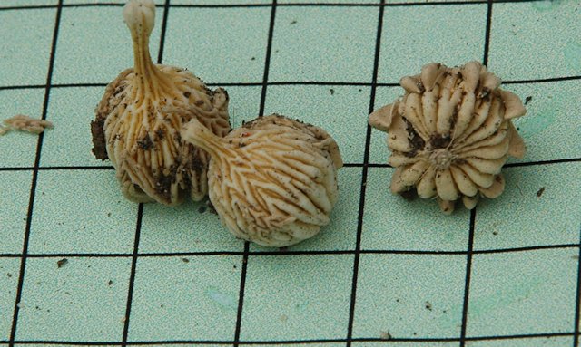 Moraea Species Nine | Pacific Bulb Society