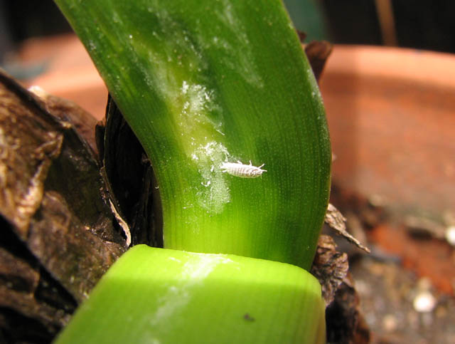 Mealy Bugs | Pacific Bulb Society