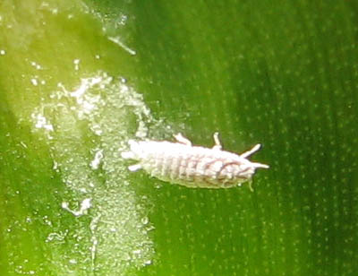 Mealy Bugs | Pacific Bulb Society